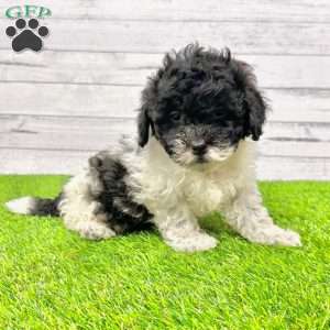Pomapoo Puppies For Sale | Greenfield Puppies