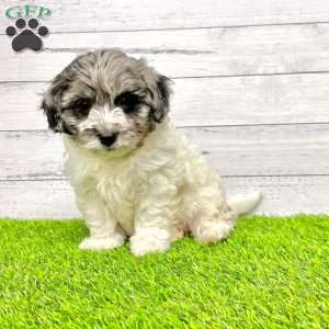 Pomapoo Puppies For Sale | Greenfield Puppies