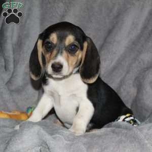 Beagle Puppies For Sale | Greenfield Puppies
