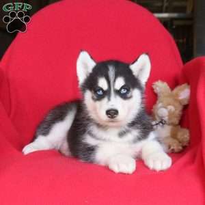 Moses & Sylvia Beiler - Greenfield Puppies