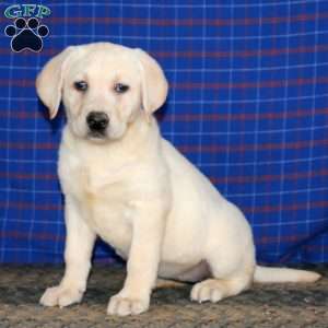 Abner & Mary Kauffman - Greenfield Puppies