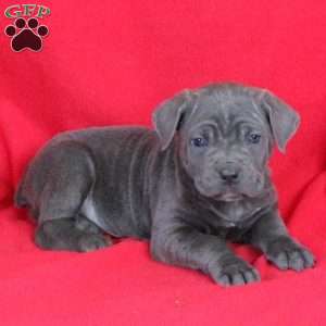 Cane Corso Puppies For Sale | Greenfield Puppies