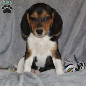 Beagle Puppies For Sale | Greenfield Puppies