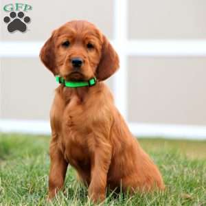 Irish Setter Puppies For Sale | Greenfield Puppies