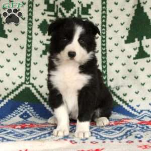 Border Collie Puppies For Sale - Greenfield Puppies