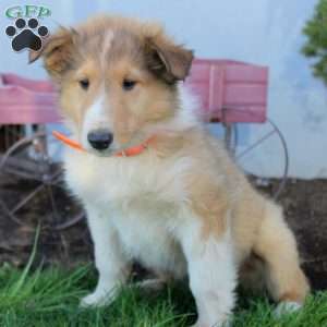 Collie Puppies For Sale - Greenfield Puppies