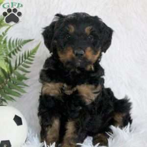 Rebecca Beiler - Greenfield Puppies