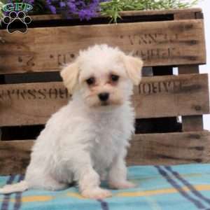 Bich-poo Puppies For Sale | Greenfield Puppies