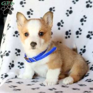 Welsh Corgi Mix Puppies For Sale | Greenfield Puppies