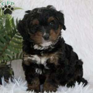 Rebecca Beiler - Greenfield Puppies