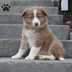 Border Collie Puppies For Sale - Greenfield Puppies