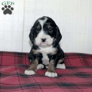 English Springer Spaniel Mix Puppies for Sale | Greenfield Puppies