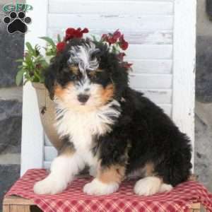 Abner Glick - Greenfield Puppies