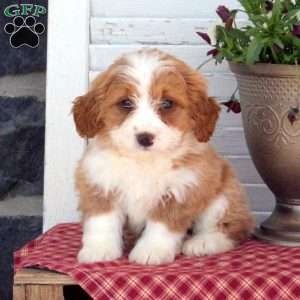 Abner Glick - Greenfield Puppies