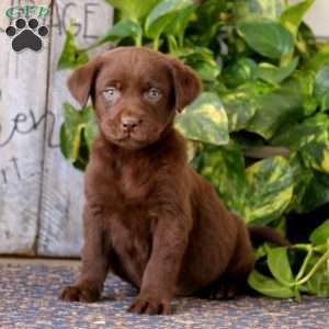 Sam & Lizzie Fisher - Greenfield Puppies