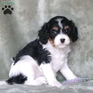 David & Naomi Smucker - Greenfield Puppies