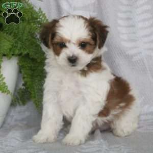 Havapoo Puppies For Sale | Greenfield Puppies