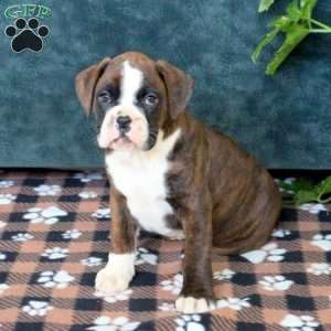 Boxer Puppies For Sale - Greenfield Puppies