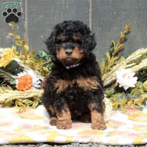 Springerdoodle Puppies for Sale | Greenfield Puppies