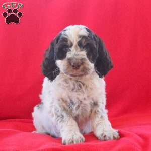 Springerdoodle Puppies for Sale | Greenfield Puppies