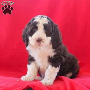 Springerdoodle Puppies for Sale | Greenfield Puppies