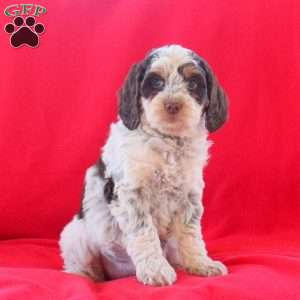 Springerdoodle Puppies for Sale | Greenfield Puppies
