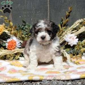 Springerdoodle Puppies for Sale | Greenfield Puppies