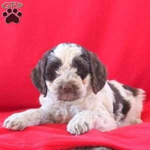 Springerdoodle Puppies for Sale | Greenfield Puppies