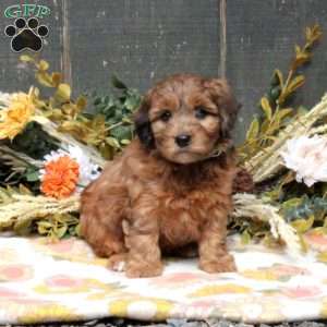 Springerdoodle Puppies for Sale | Greenfield Puppies