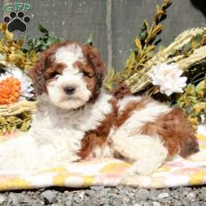 Springerdoodle Puppies for Sale | Greenfield Puppies