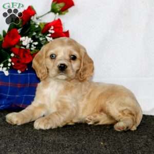 Cocker Spaniel Puppies For Sale | Greenfield Puppies