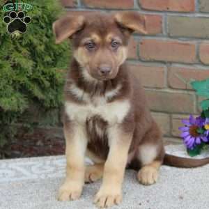 German Shepherd Mix Puppies For Sale | Greenfield Puppies