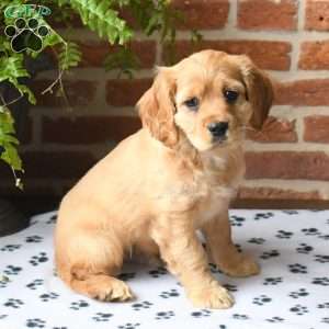 Cockalier Puppies For Sale | Greenfield Puppies
