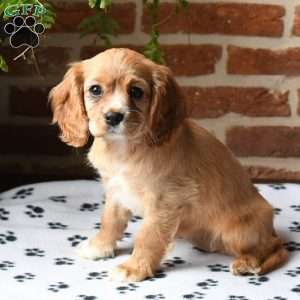 Cockalier Puppies For Sale | Greenfield Puppies