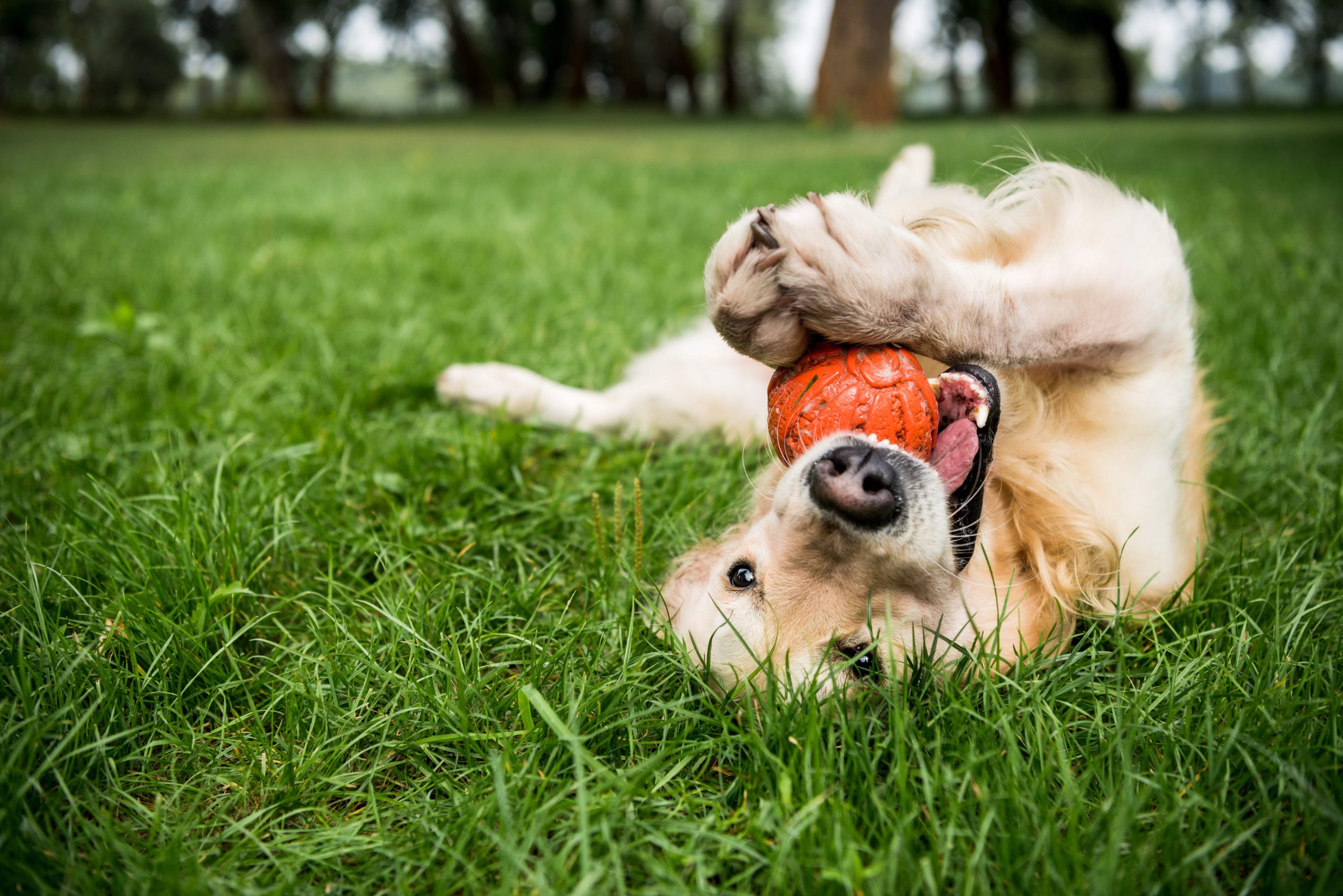 16 Ways to Exercise With Your Dog - Greenfield Puppies