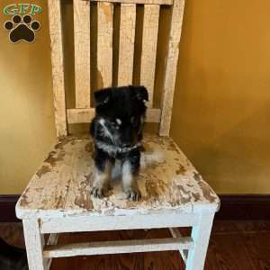 Larry Hare - Greenfield Puppies