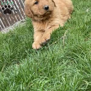 Steve Velda Wingard - Greenfield Puppies