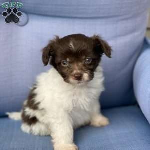 Pomapoo Puppies For Sale | Greenfield Puppies