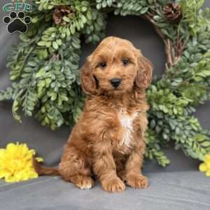 Ben Smucker - Greenfield Puppies