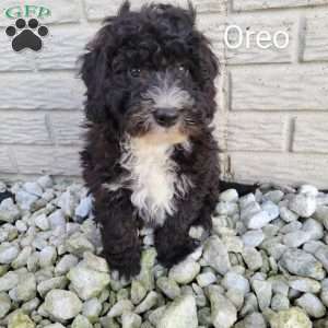Mini Labradoodle Puppies For Sale | Greenfield Puppies