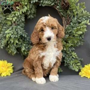 Ben Smucker - Greenfield Puppies