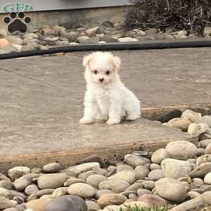 Pomapoo Puppies For Sale | Greenfield Puppies