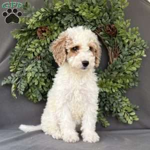 Ben Smucker - Greenfield Puppies