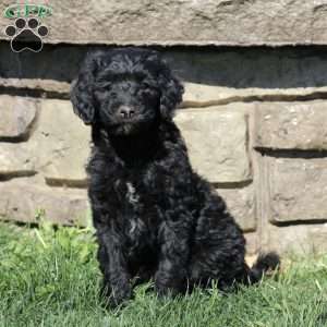 Ben & Rebecca Smucker - Greenfield Puppies