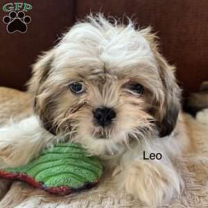 Wendy Rust - Greenfield Puppies