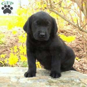 Black Labrador Retriever Puppies For Sale - Greenfield Puppies