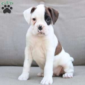 Boxer Puppies For Sale - Greenfield Puppies