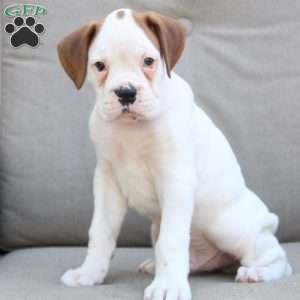 Boxer Puppies For Sale - Greenfield Puppies