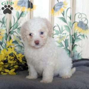 Moses & Sylvia Beiler - Greenfield Puppies