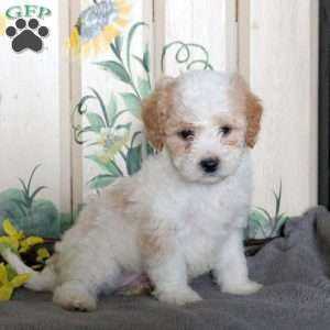 Moses & Sylvia Beiler - Greenfield Puppies